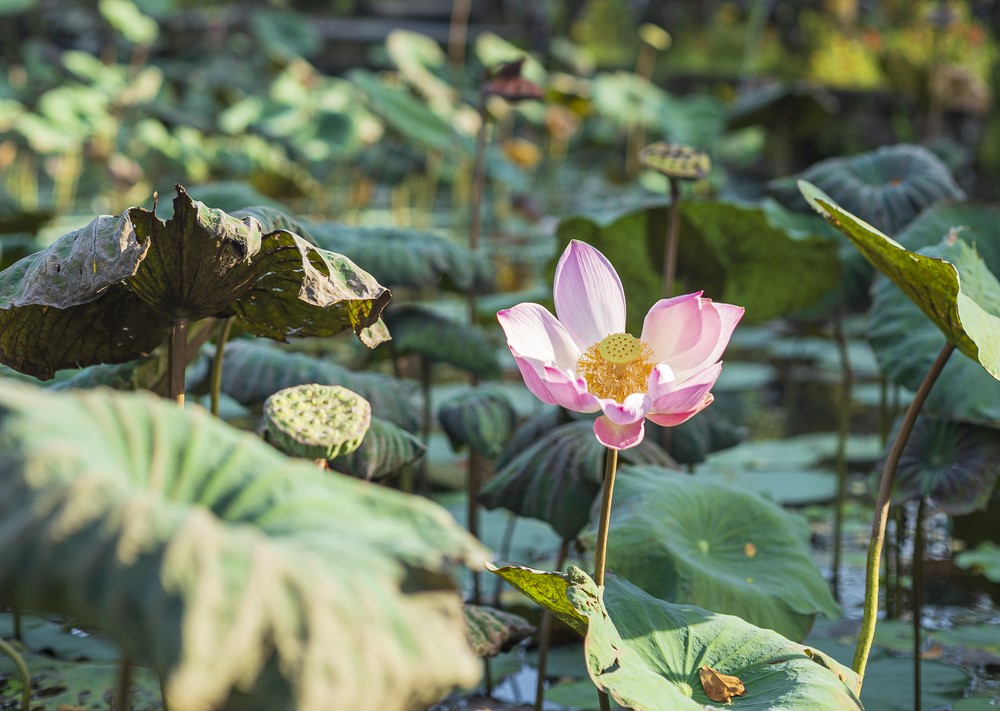 Ubud Water Palace